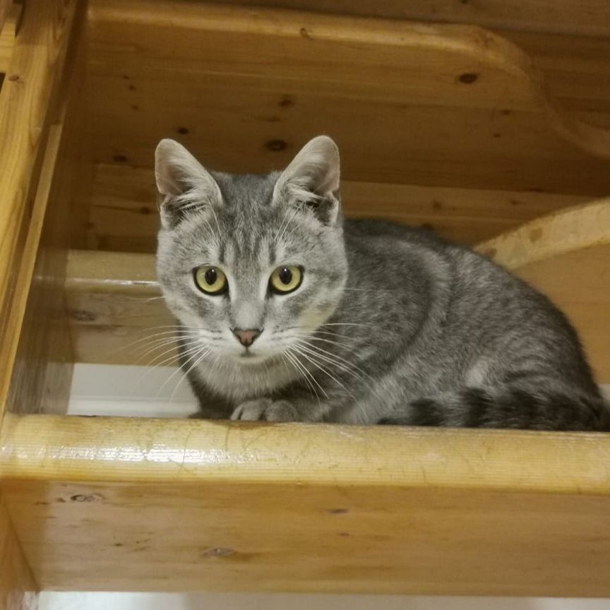 Котенок мальчик бесплатно
