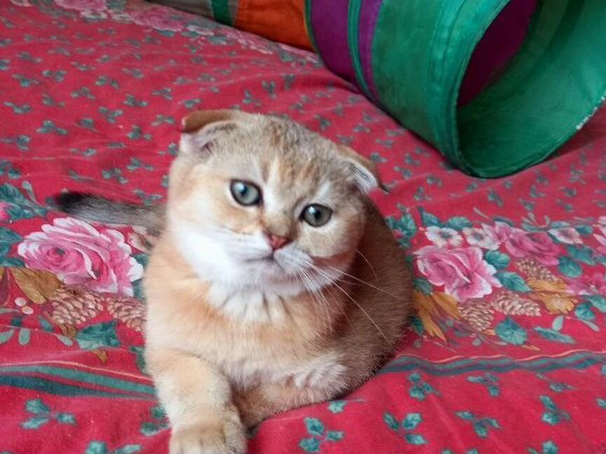 Шотландские золотые котята