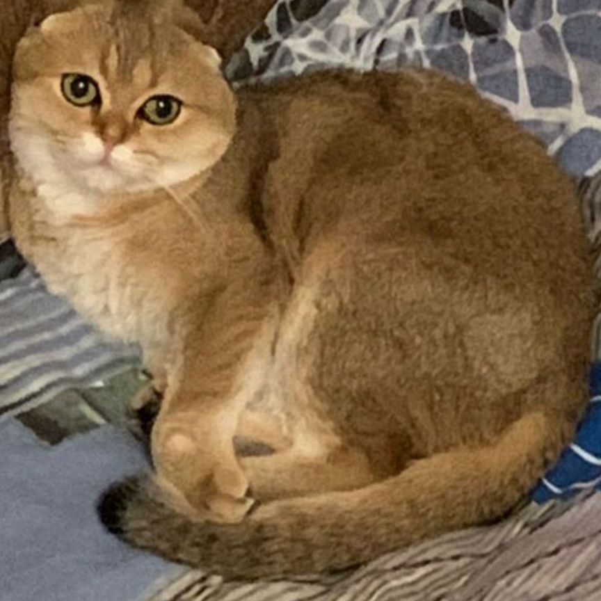 Кошки