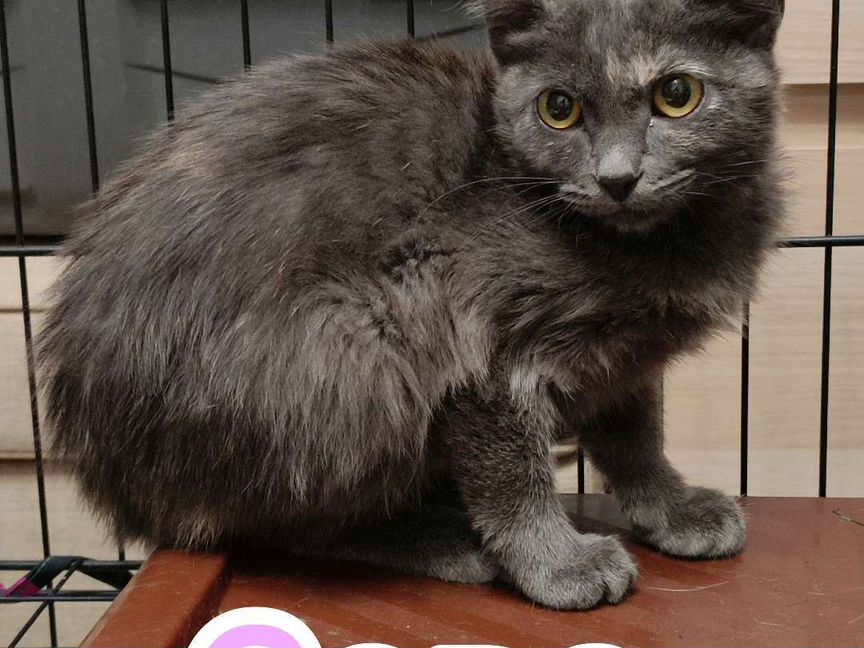 Кошечка ищет дом