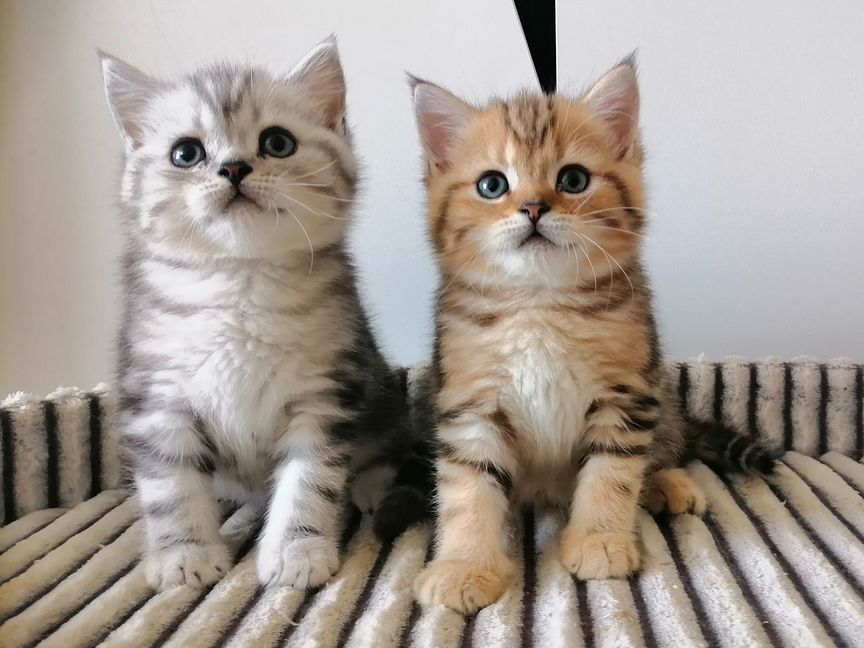 Клубные детки