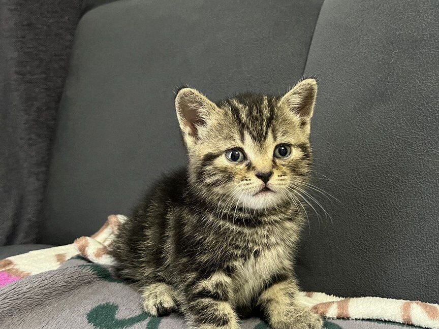 Шотландский котенок
