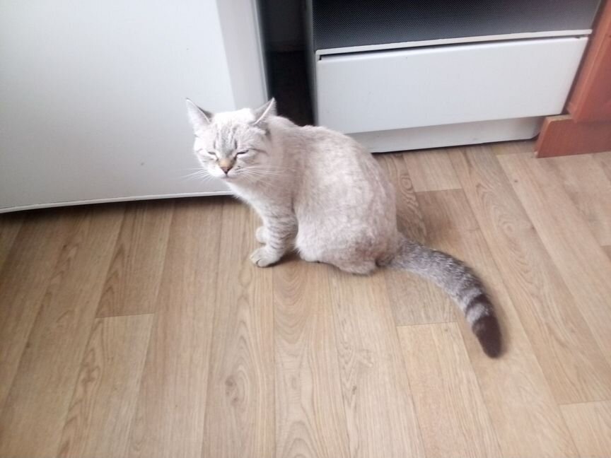 Кот