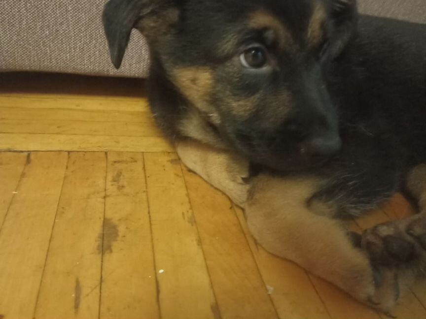 Помесь немецкой овчарки и лабрадора