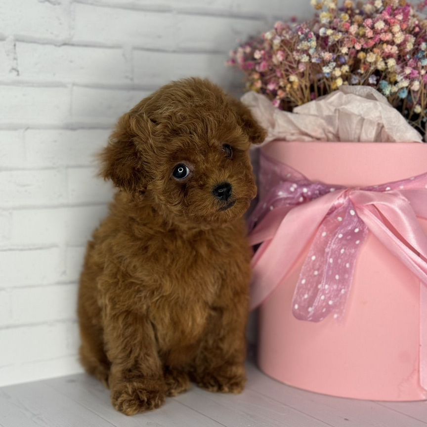Maltipoo micro