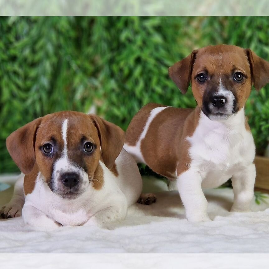 Джек-рассел-терьер, щенок