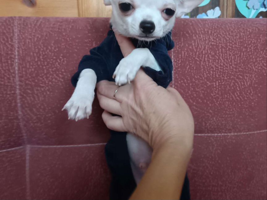 Щенки чихуахуа