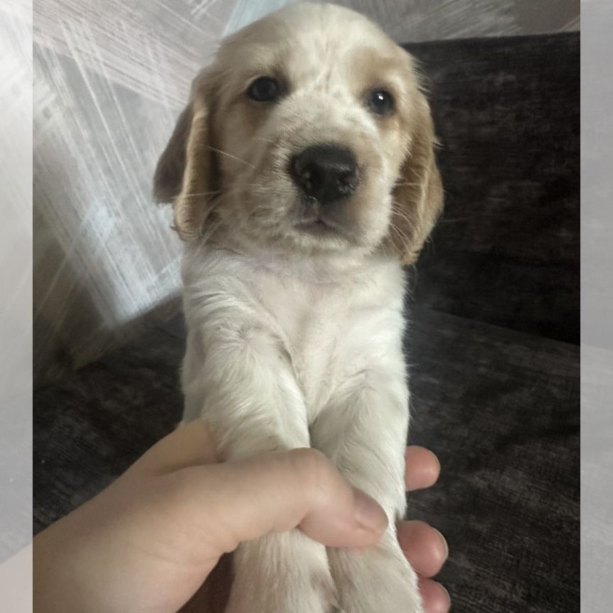 Русский охотничий спаниель, щенок