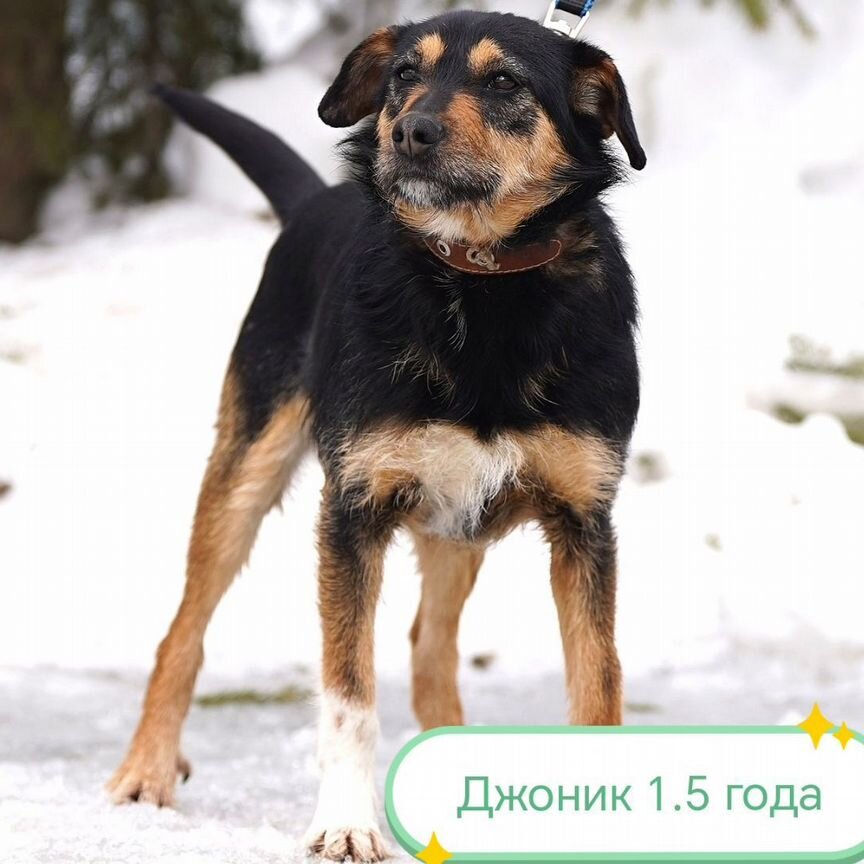 Взрослый пёс в добрые руки