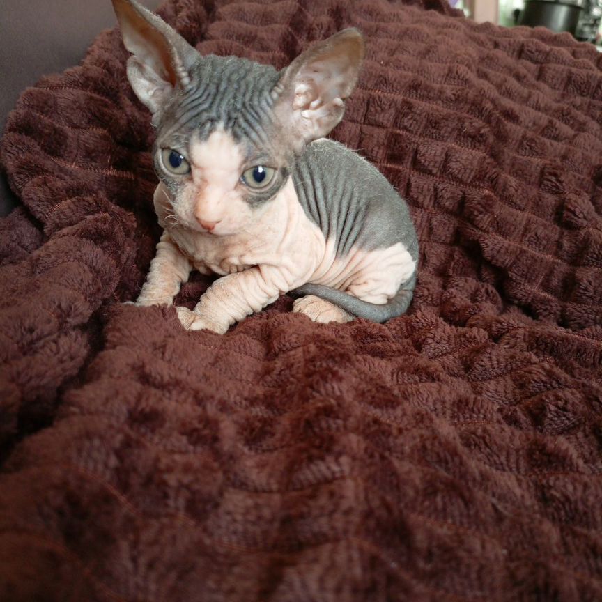 Донской сфинкс котёнок