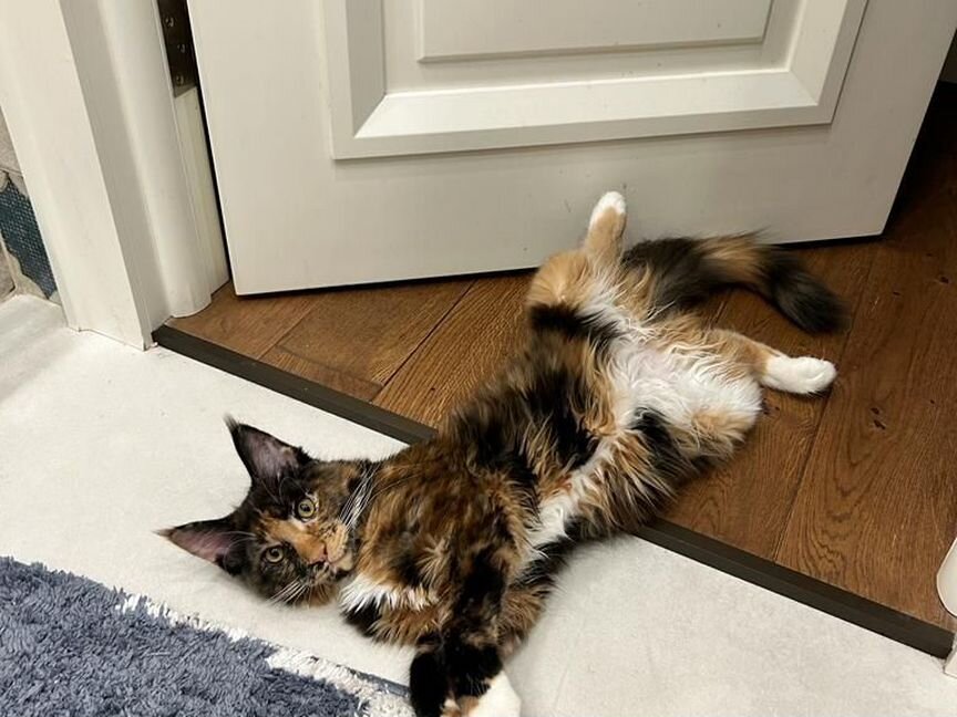 Кошка мейн кун