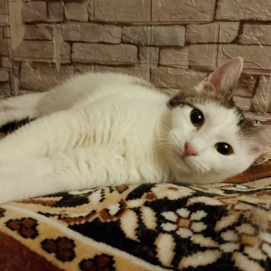 Котёнок в добрые руки