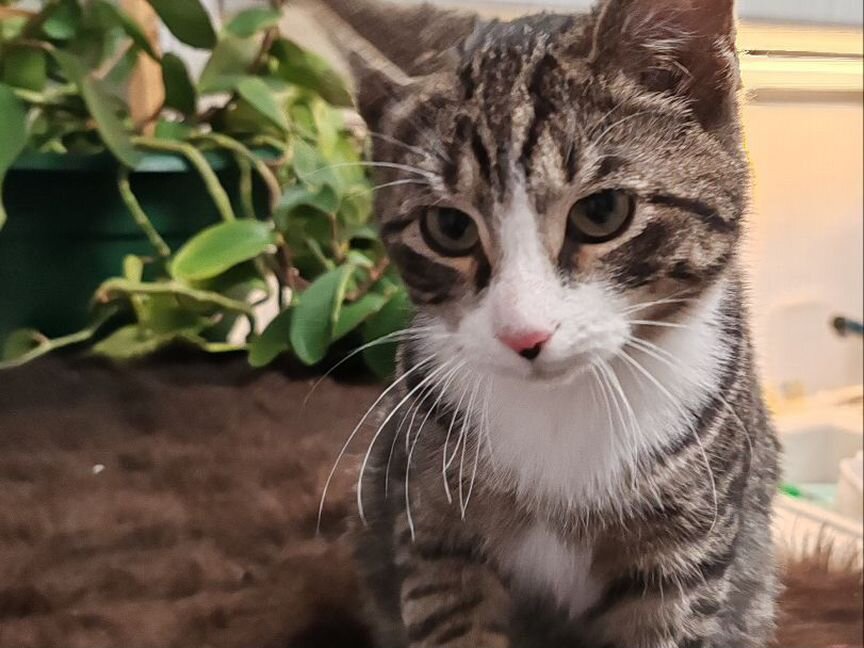 Ласковый котик 4 месяца