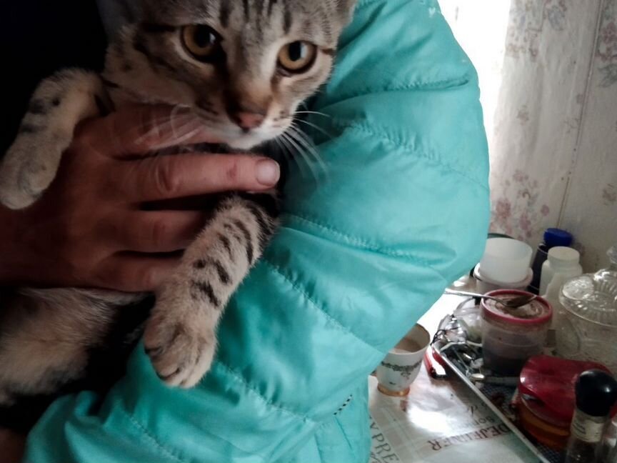 Котенок