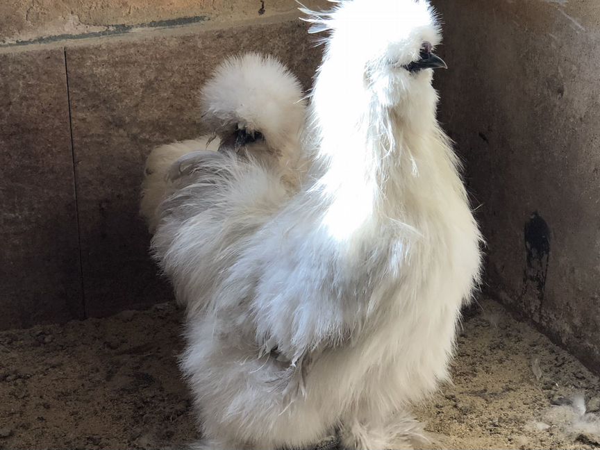 Китайские шелковые куры