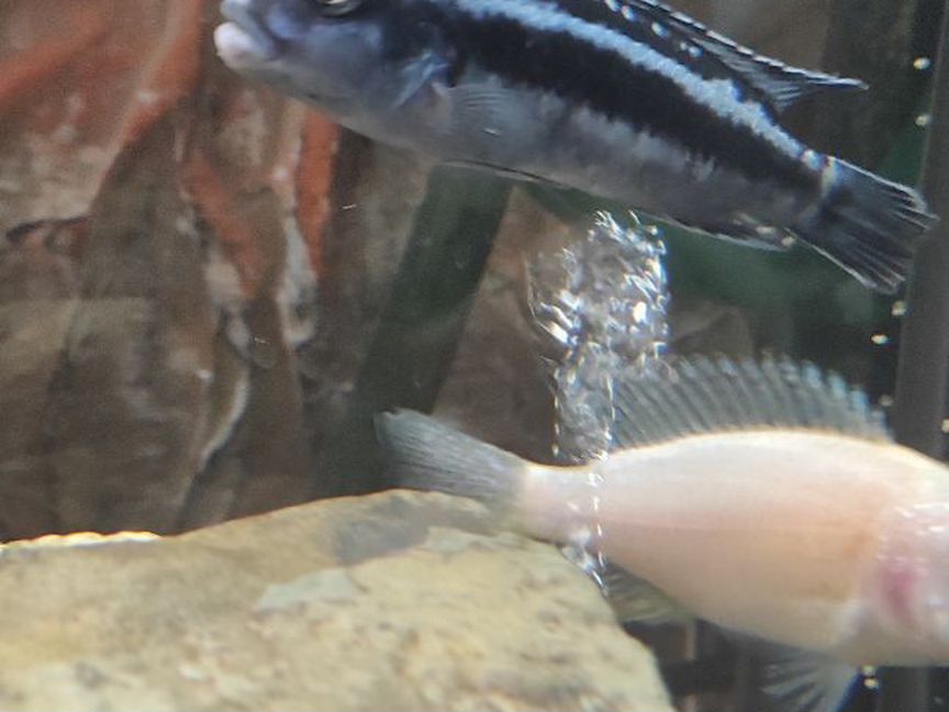 Малавийские цихлиды самцы