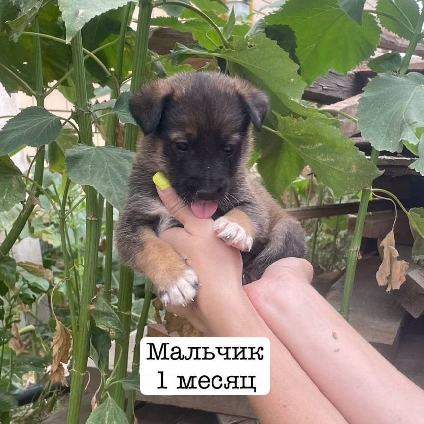 Собака в добрые руки щенок