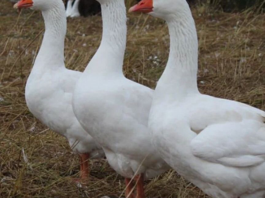 Семья гусей(муларды)