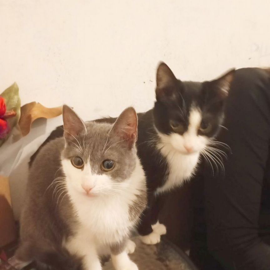 Девочка и мальчик ищут добрые руки