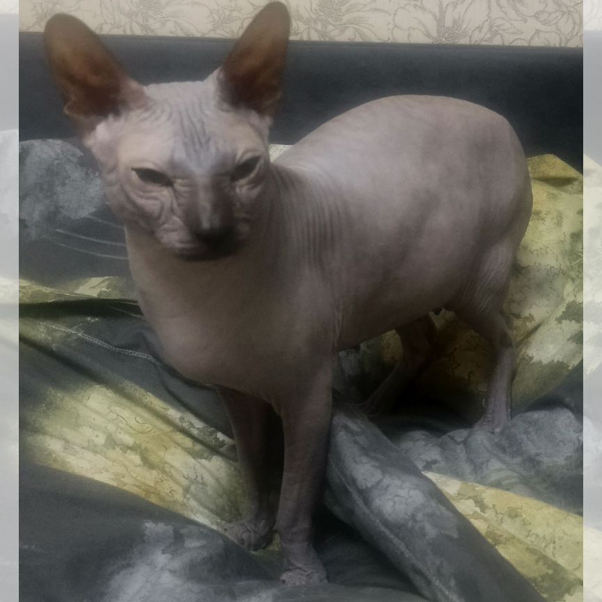 Донской сфинкс, кот вязка