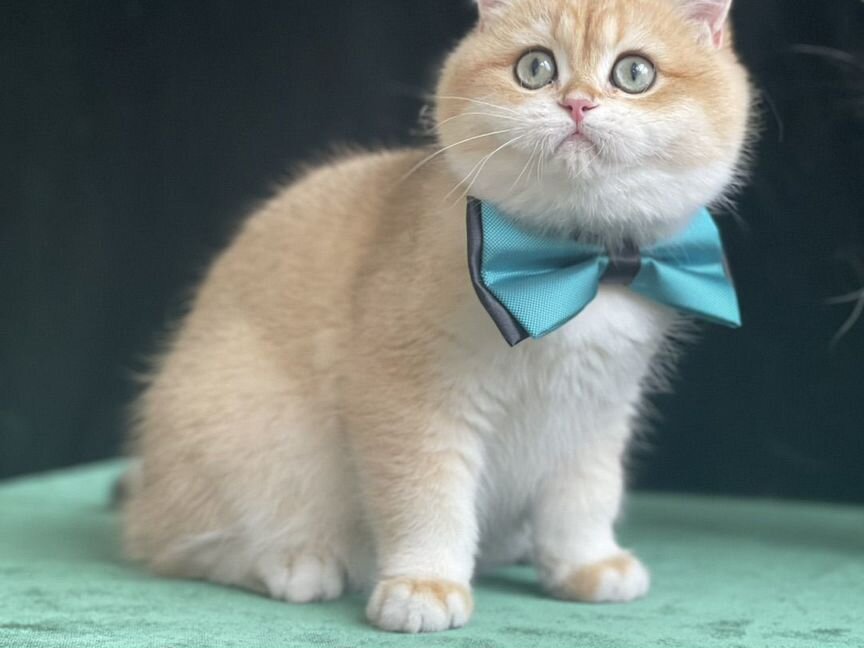 Британский золотой котик
