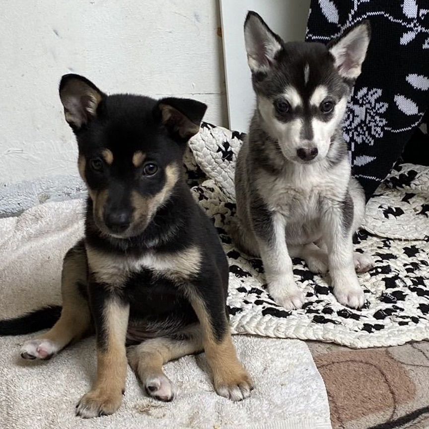 Серьезные крошки