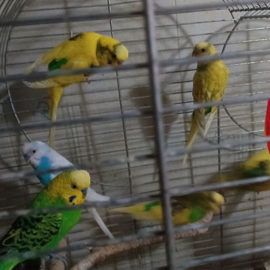 Птенцы волнистый попугай