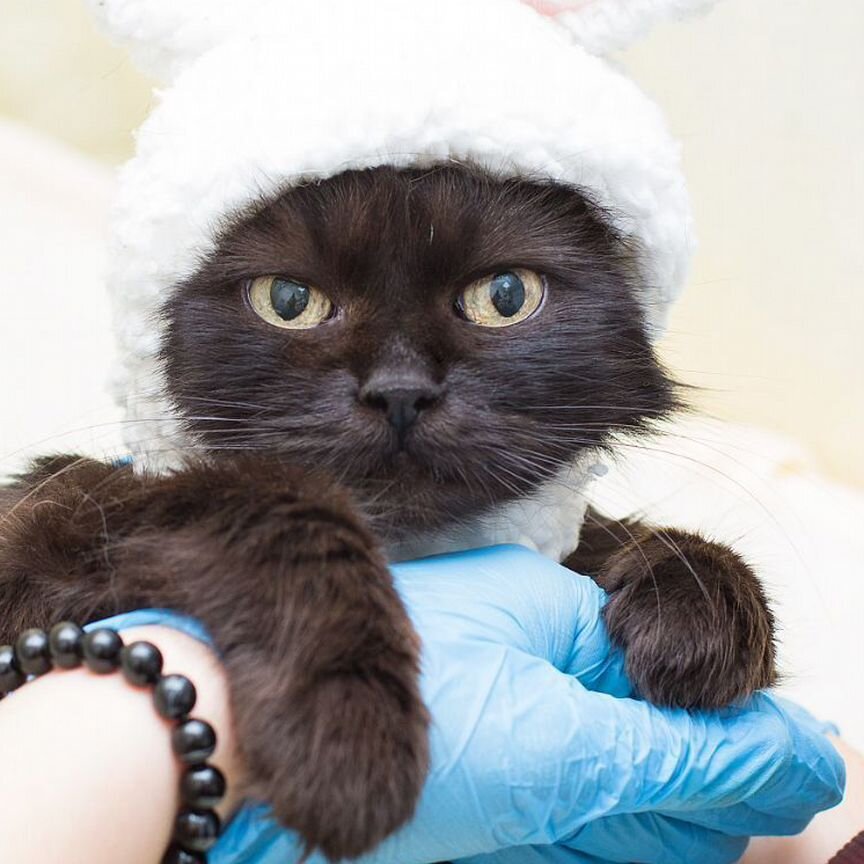 Кошечка ищет дом