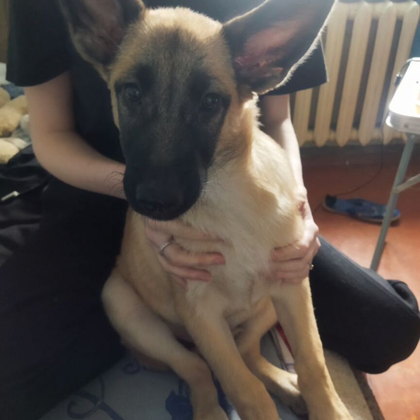 Щенок мануала в добрые руки