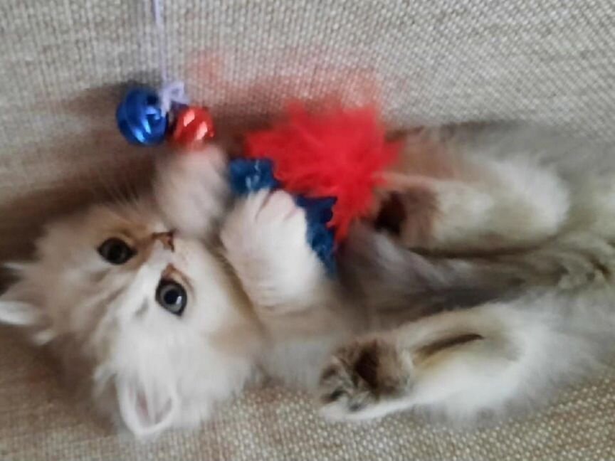 Котята хайленд фолд