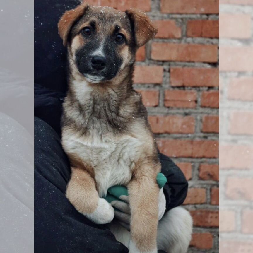 Щенок в добрые руки