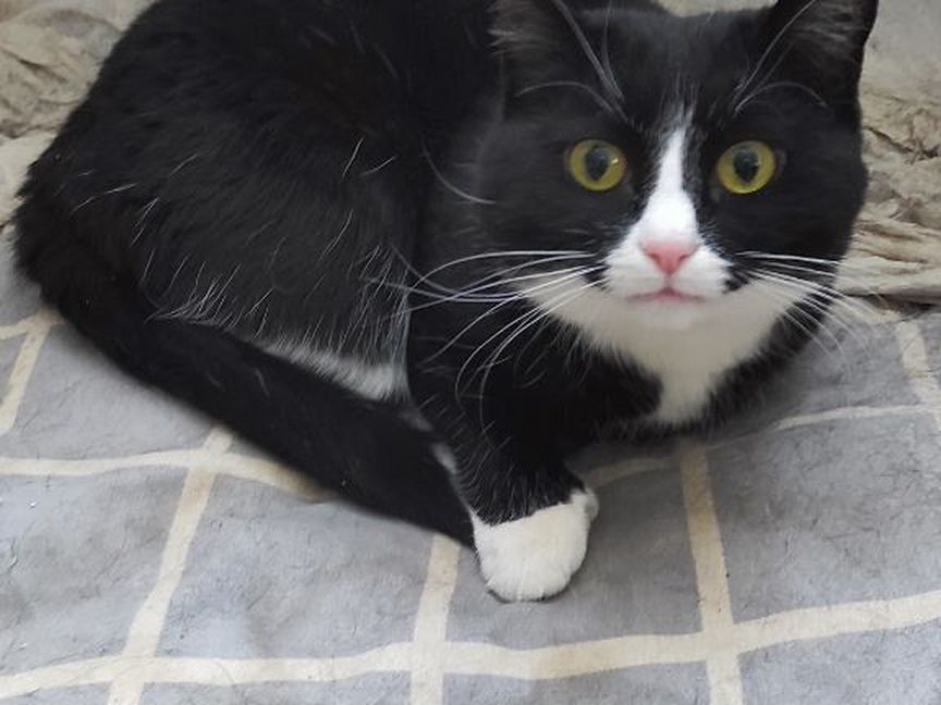 Кошки в добрые руки