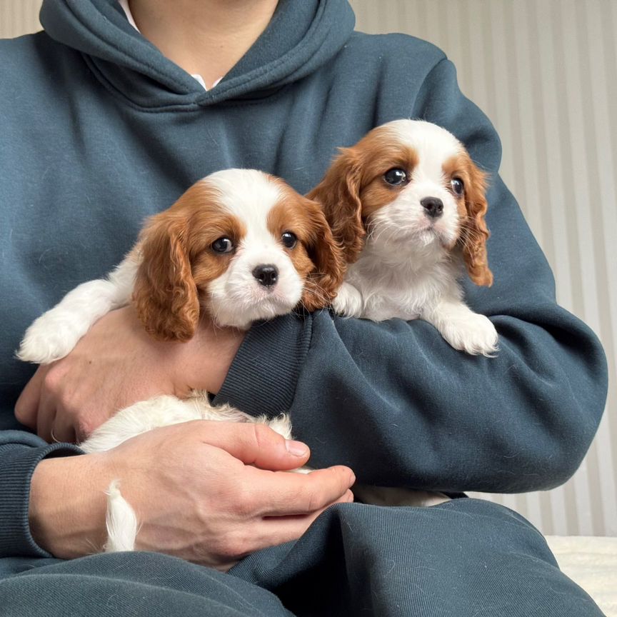 Мальчики Кавалер Кинг Чарльз спаниель