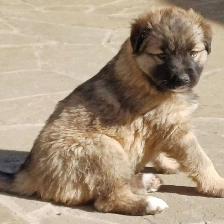 Симона щенок