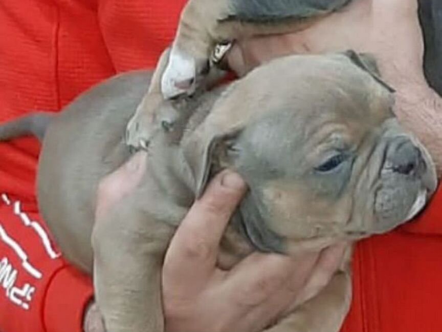 Американский булли