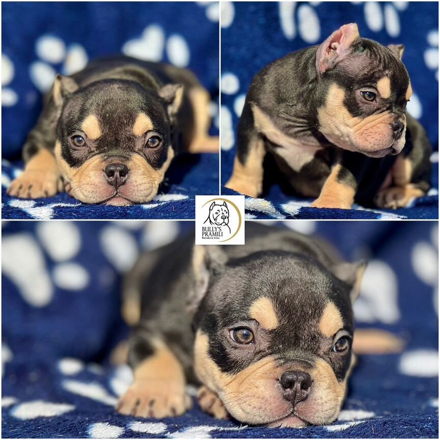 Американский булли покет