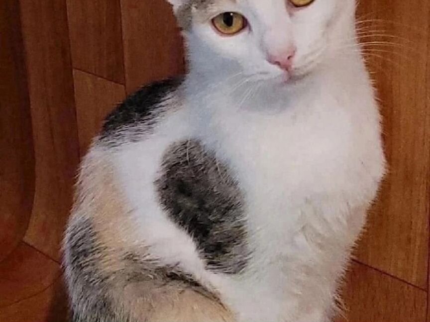 Кошечка Кира из приюта