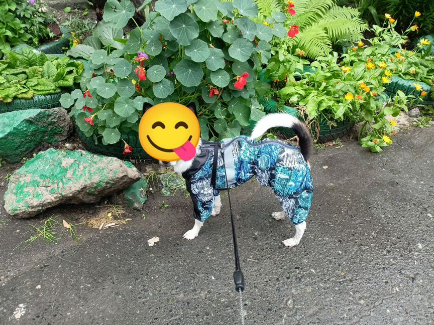 Демисезонный комбинезон для маленькой собачки