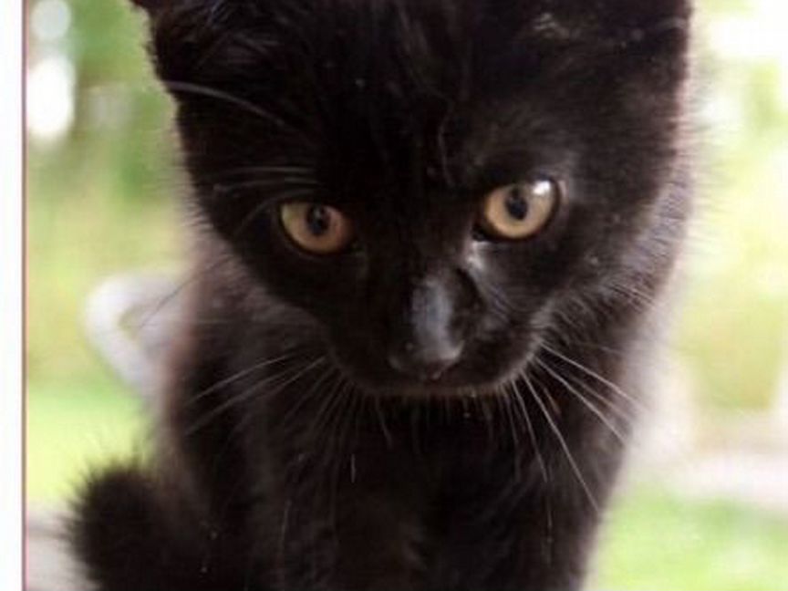 Котенок черненький, мальчик