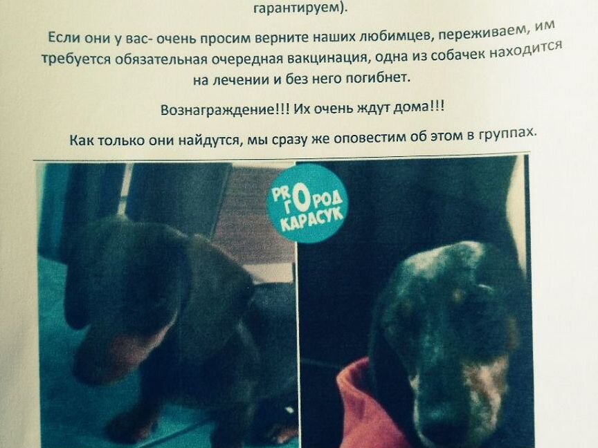 Пропали таксы