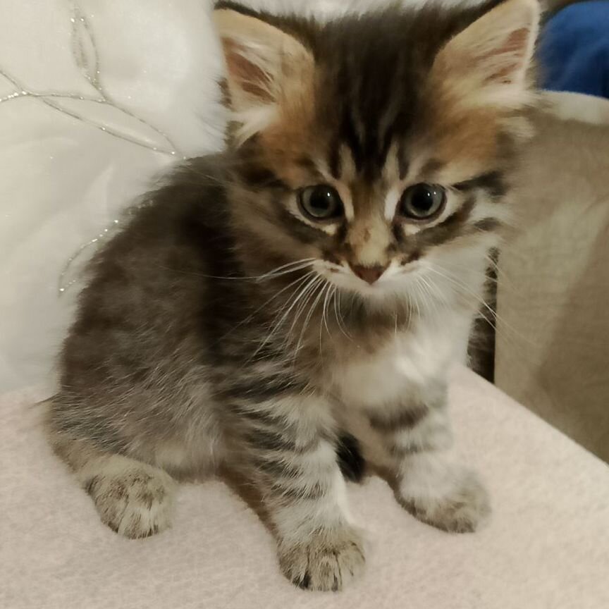 Шотландский вислоухий длинношёрстный котёнок