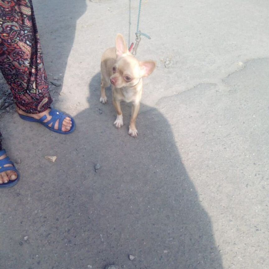 Мини собаки