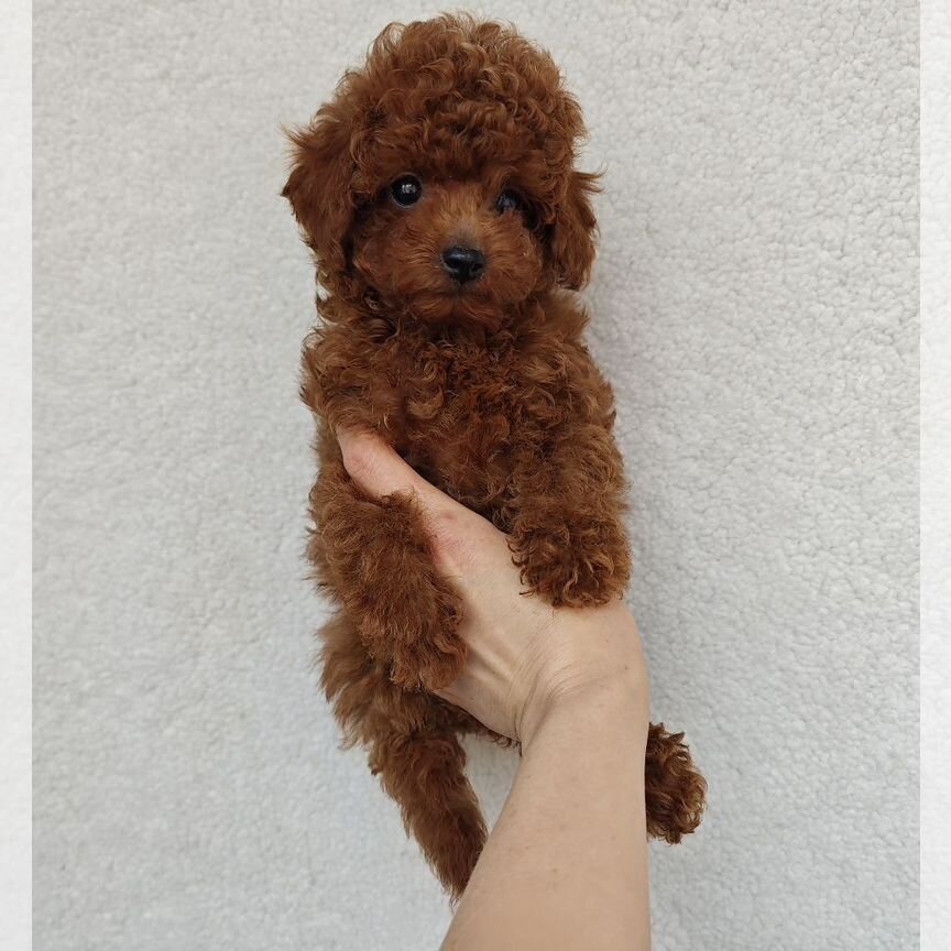 Той-пудель, щенок