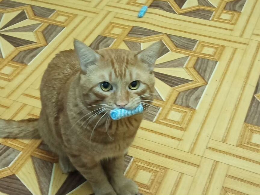 Рыжий кот, вязка