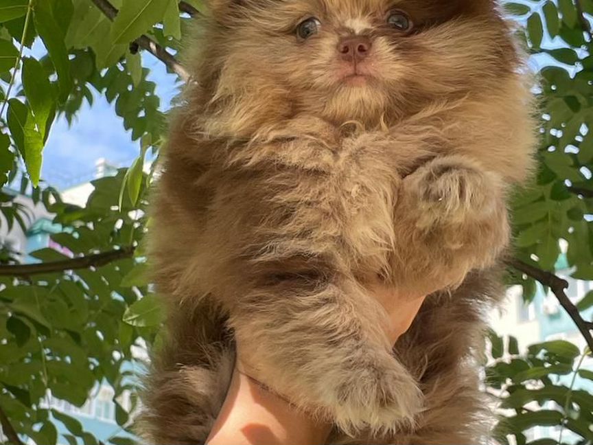 Щенки шпица