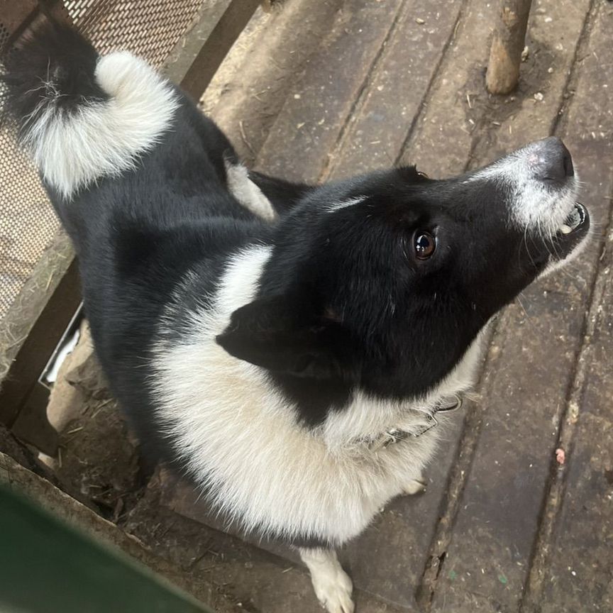 Русско европейская лайка