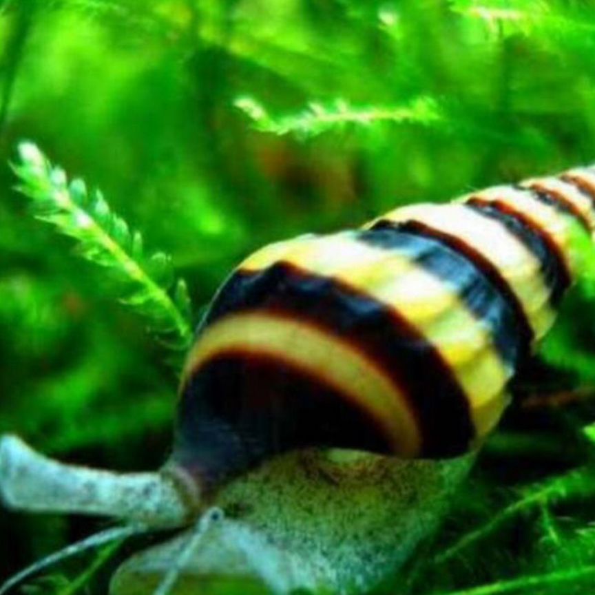 Улитка хелена