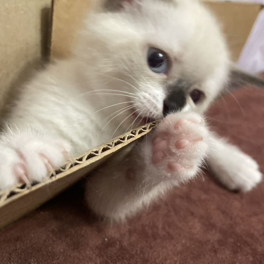 Сиамская кошечка