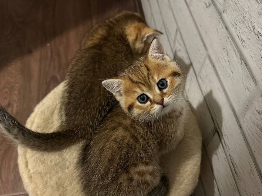 Британские котята короткошерстные