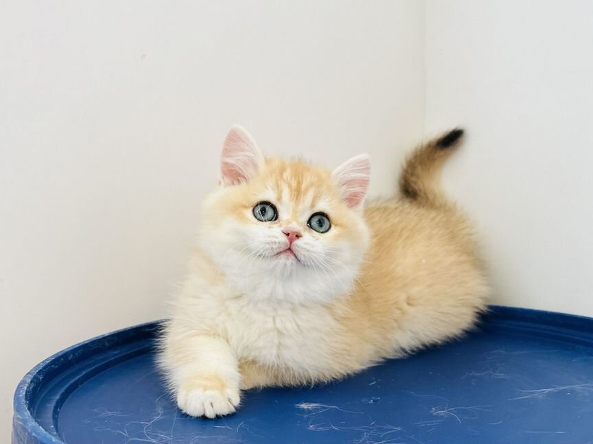 Шикарная британская девочка золотая шиншилла